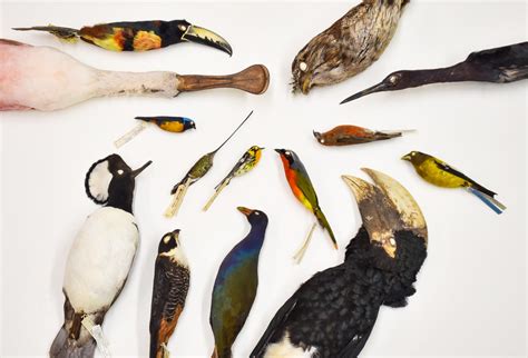 Ornithology First Exam Earlham Diagram Quizlet