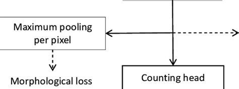 Scheme Of The Training Setup Of A Counting Network With The Contrast