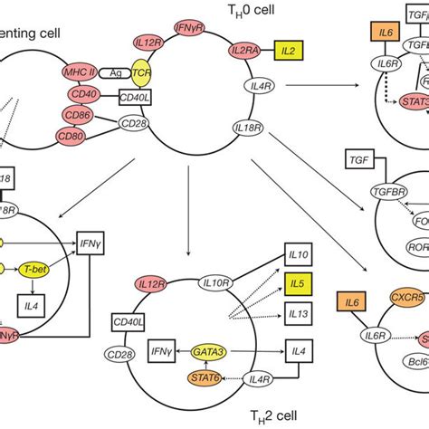Graphic Representation Of The T Helper Cell Differentiation Pathway Download Scientific