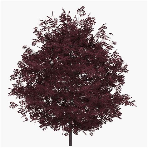 Buxus The Bush Is In Shape Of Ball 3d Model 16 Max Fbx Obj Mat