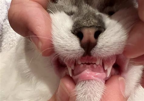 Bad Cat Teeth