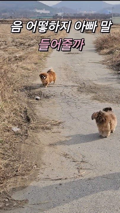 한번에 말들어주는 기쁨and강 착한강아지 Youtube