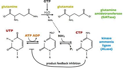 Ctp Structure