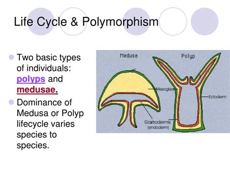 Ppt Phylum Cnidaria Powerpoint Presentation Id4554886