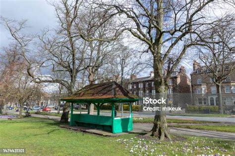 영국 잉글랜드 노스요크셔주 해러게이트 도심의 공원에 있는 봄 크로커스 꽃 0명에 대한 스톡 사진 및 기타 이미지 0명 경관 계절 Istock