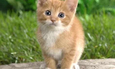 K12 Stem Ai Coding Board Unihiker K10 Vision Voice Tinyml Dfrobot