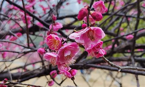 Elusive是什么意思elusive的翻译elusive的解释elusive怎么读elusive的音标elusive的发音