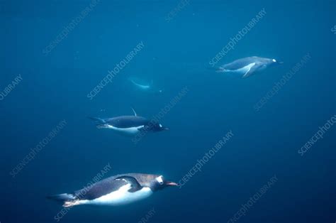 Gentoo Penguins Underwater Antarctica Stock Image C002 0367