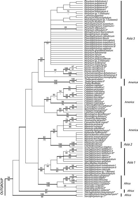 Strict Consensus Of 20 000 Most Parsimonious Trees Mpts From The 106 Download Scientific
