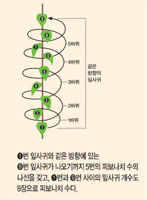 768 식물의 생장 비밀은 피보나치 수열 네이버 블로그