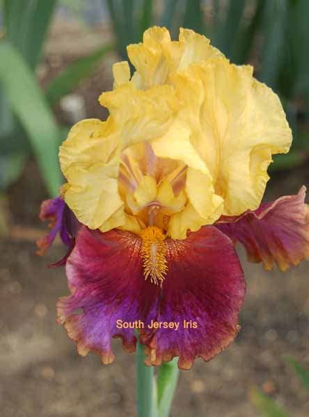 digs south jersey iris