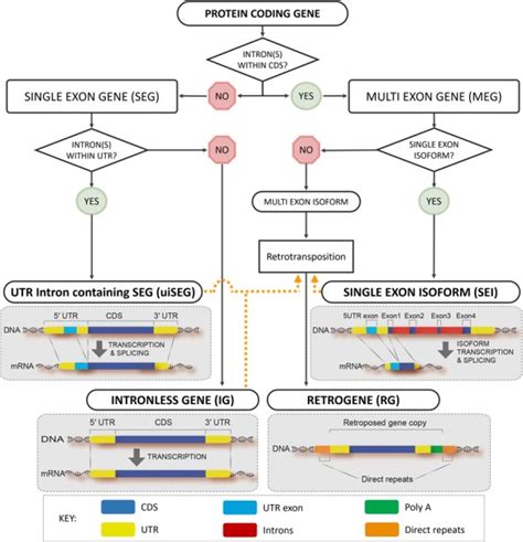 Improved Ontology For Eukaryotic Single Exon Coding Sequences In Biological Databases Pmc