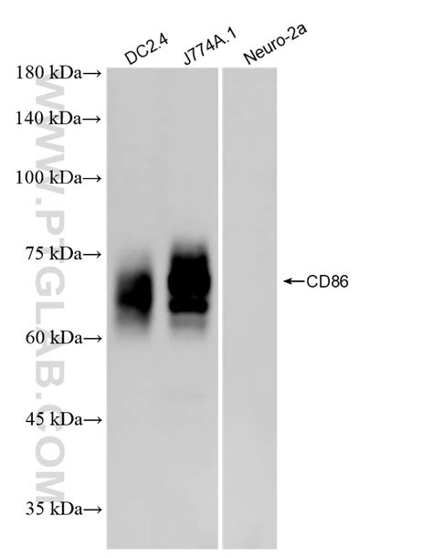 Cd86 Antibody 83213 6 Rr Proteintech