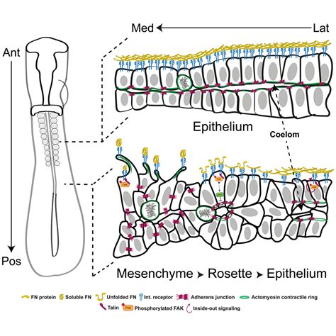 A Morphogenetic Wave In The Chick Embryo Lateral Mesoderm Generates Mesenchymal Epithelial