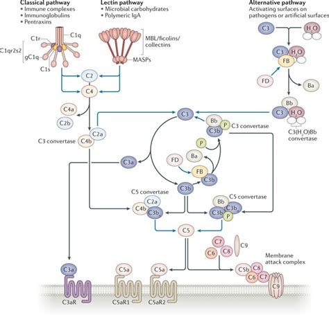 Fig 2 Overview Of The Complement System Nature Reviews Immunology