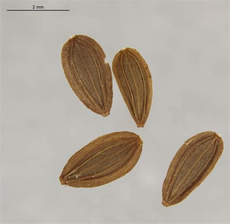 Factsheet Sonchus Asper