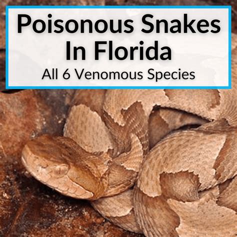 Poisonous Snakes In Florida All 6 Venomous Species