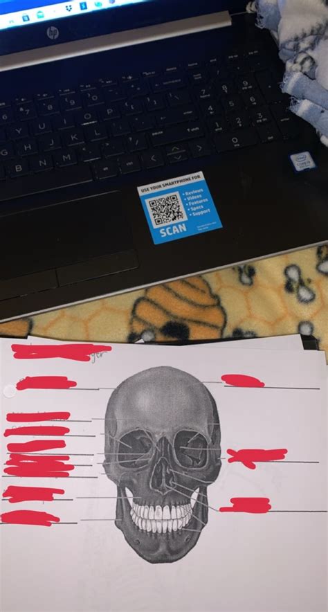 Anatomy Skull Bone Diagram Diagram Quizlet