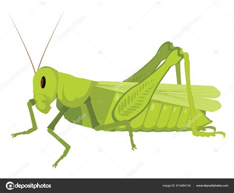 Green Grasshopper Illustration Vector White Background Stock Vector By ©morphart 613464124