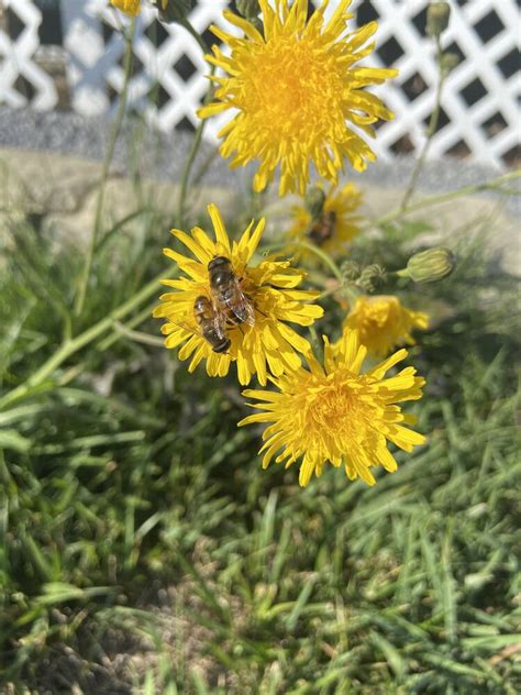 Pollinators Play A Crucial Role In Alberta Alberta Farmer Express