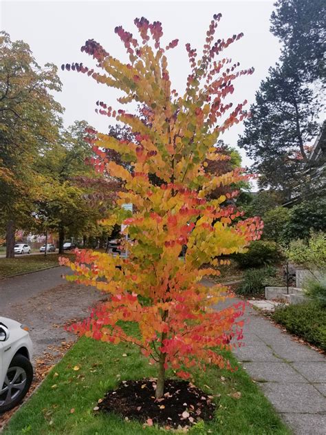 The Way This Tree Changes Color From The Outside In Saw It While Jogging And Stopped In My