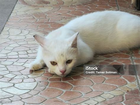 흰 야생 길 잃은 고양이 주인이 없는 집고양이는 거리에서 야외에서 생활하고 사람과의 접촉을 피하며 자유롭게 돌아다니며 거리 골목을 돌아다닙니다 가축에 대한 스톡 사진 및