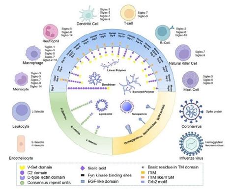 Sialic Acids In Infection And Their Potential Use In Detection And