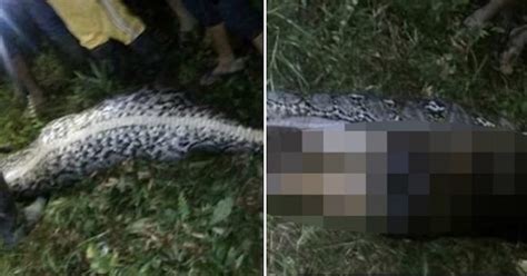 Dead Man Discovered In The Stomach Of A Huge Python