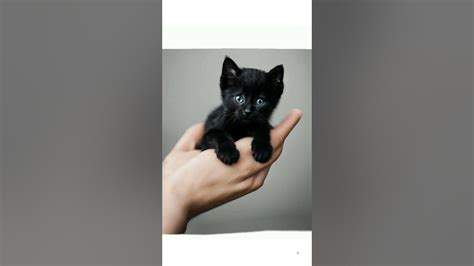 Милинький котик милашка котики милашка Shorts Youtube