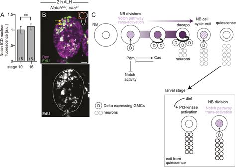 Notch Activity Increases In Late Staged Embryonic Cb Nbs A Download Scientific Diagram