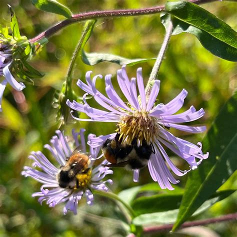 Semences Daster Ponceau Symphyotrichum Puniceum