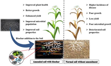 Biochar A Comprehensive Review On A Natural Approach To Plant Disease Management Journal Of