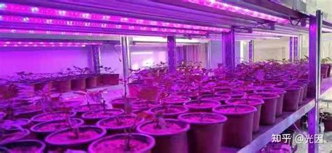 地下室种植植物使用植物补光灯有效果吗？ 知乎