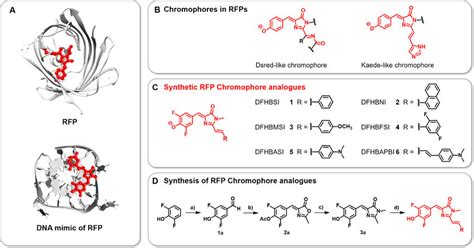 Scheme 1 A Structures Of A Rfp Upper And A Dna Mimic Of Rfp Download Scientific Diagram