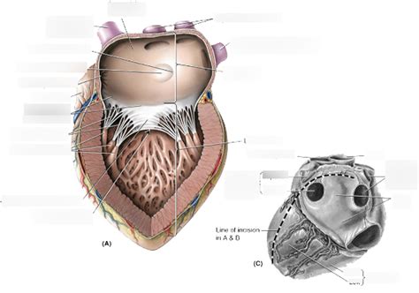 Left Atrium Diagram Quizlet