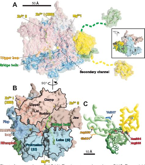 Figure 1 From The Structure Of Bacterial Rna Polymerase Semantic Scholar