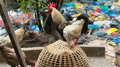 দেশি মুরগির ছোট্র খামার Foryou দেশি মুরগি পালন পদ্ধতি World Viral Jronlinefashion9567 Youtube