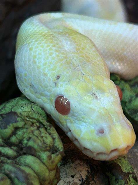 Is This Scale Rot She Didnt Have This On Her Last Week It Just Showed Up Only On Her Head No