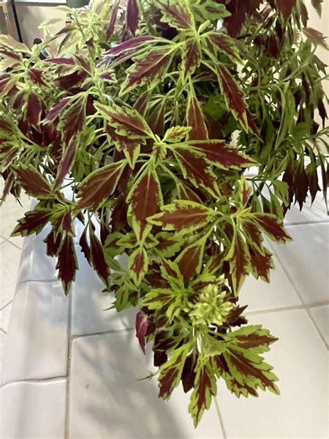 Coleus Flamethrower Serrano R Houseplants