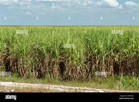Sugarcane In Florida At Naomi Marshall Blog