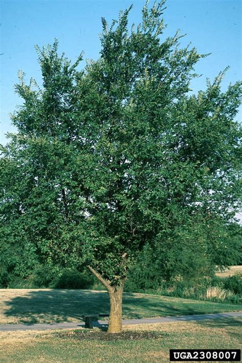 How To Identify An Elm Tree Albertaca