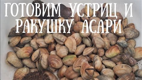 Сахалин - устрицы и ракушка Асари oyster#природа #сахалин #море # ...