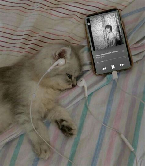 8 Lala Wall Ideas To Save Today Pretty Cats Silly Cats Cat Pics And More