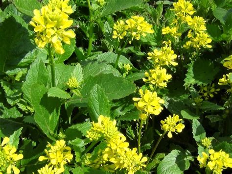 Are Wild Mustard Flowers Edible At James Ivery Blog