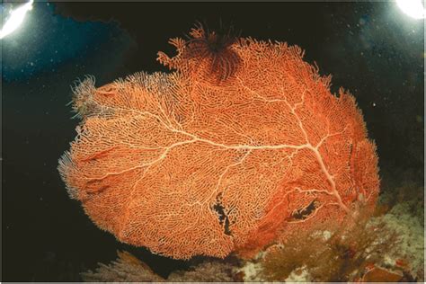 Using Twin Strobe Positions Strobe Arms For Wide Angle