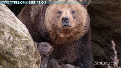 Hibernation Definition Process Purpose Lesson Study Com