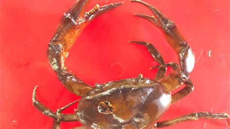 ️👌🤤🦀aj Onek Moja Kore Kakra Firai Korlam Trending Kakra Dhora Kakra