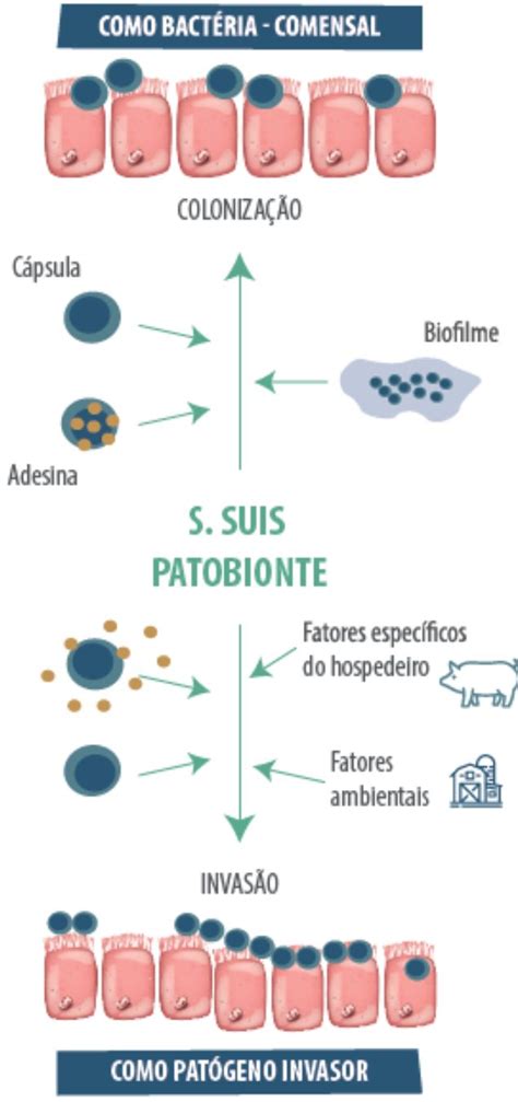 Streptococcus Suis Como Enfrentar Esse Desafio