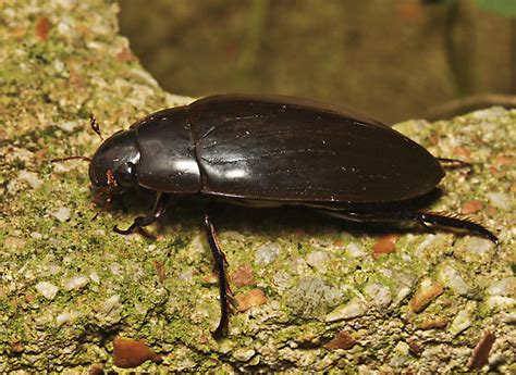 Hydrophilus Triangularis Hydrophilus Triangularis Bugguide