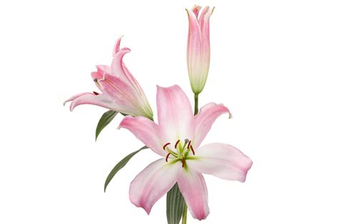 Table Dance Golden Flowers